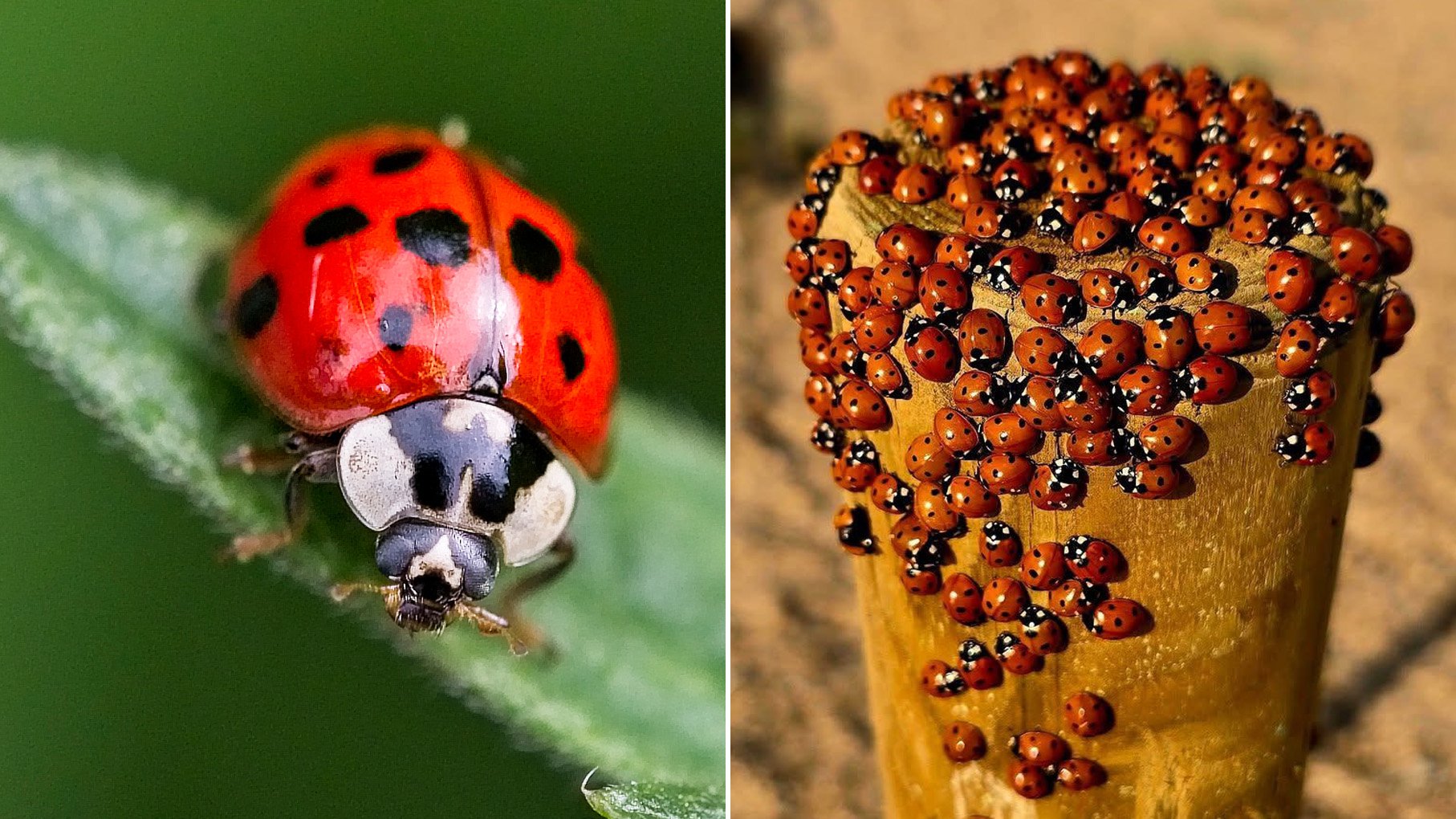 Why there are so many ladybirds in the UK right now