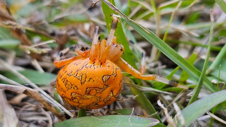 Identifying Black And Yellow Spiders In Your Yard: Which Ones Are ...