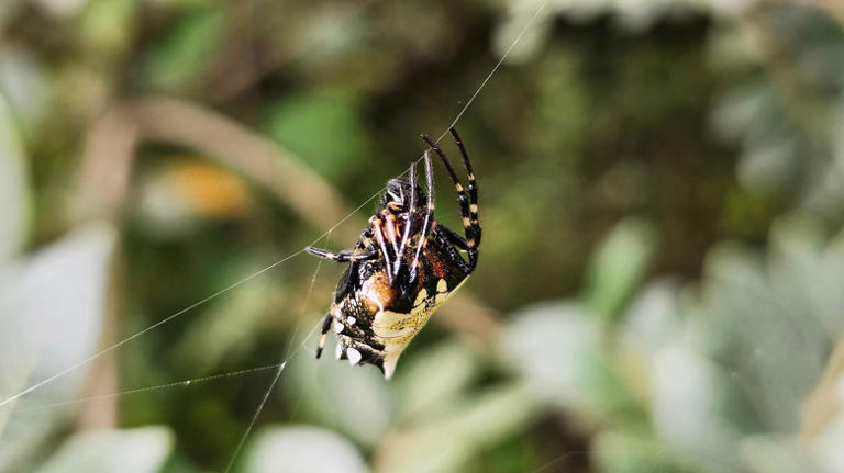 Identifying Black And Yellow Spiders In Your Yard: Which Ones Are ...