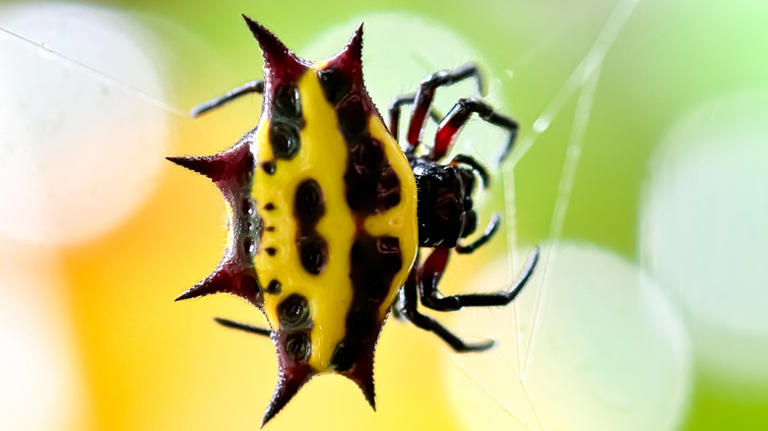 Identifying Black And Yellow Spiders In Your Yard: Which Ones Are ...