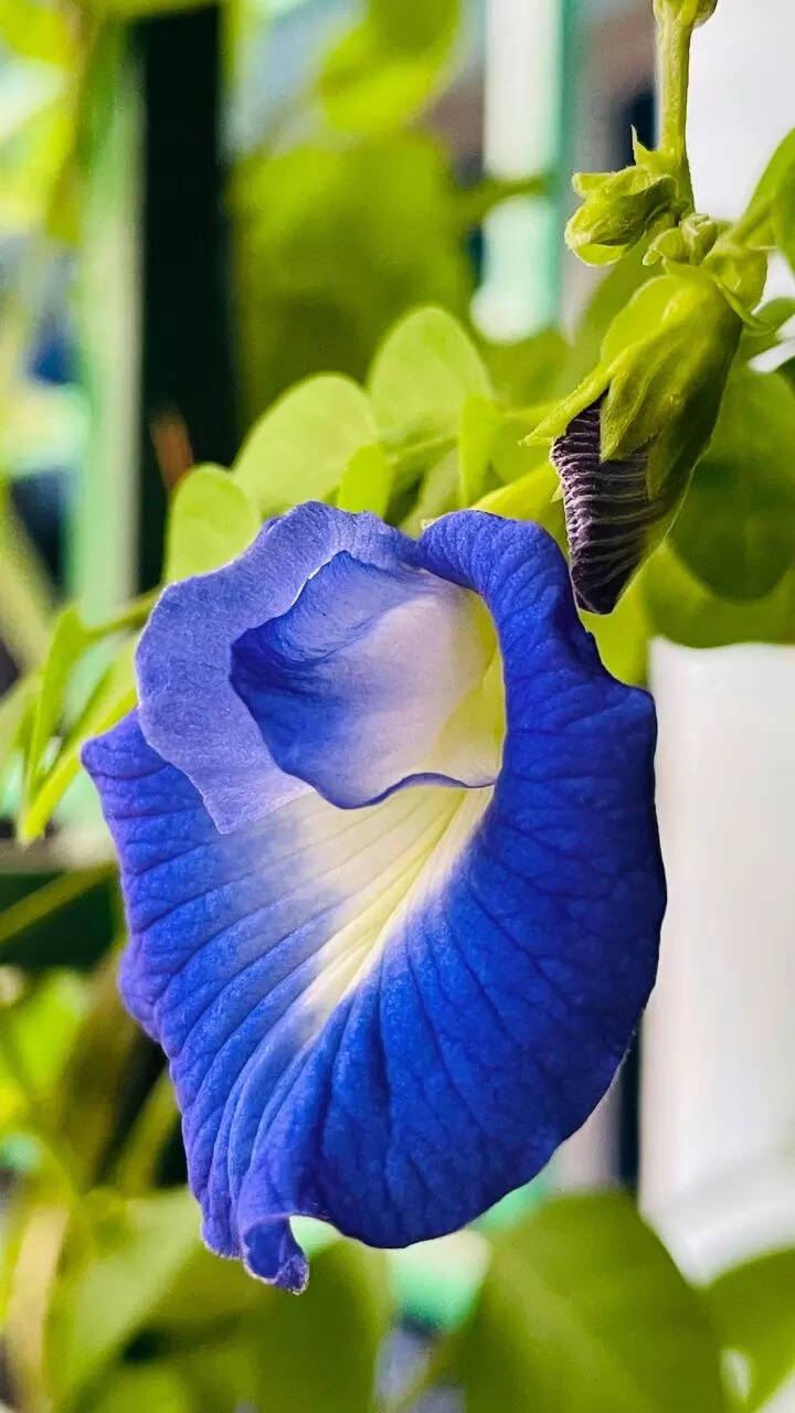 10 stunning flowers that bloom during monsoon