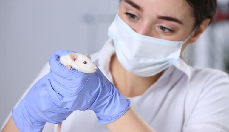 Everything You Need to Know About Dumbo Rats