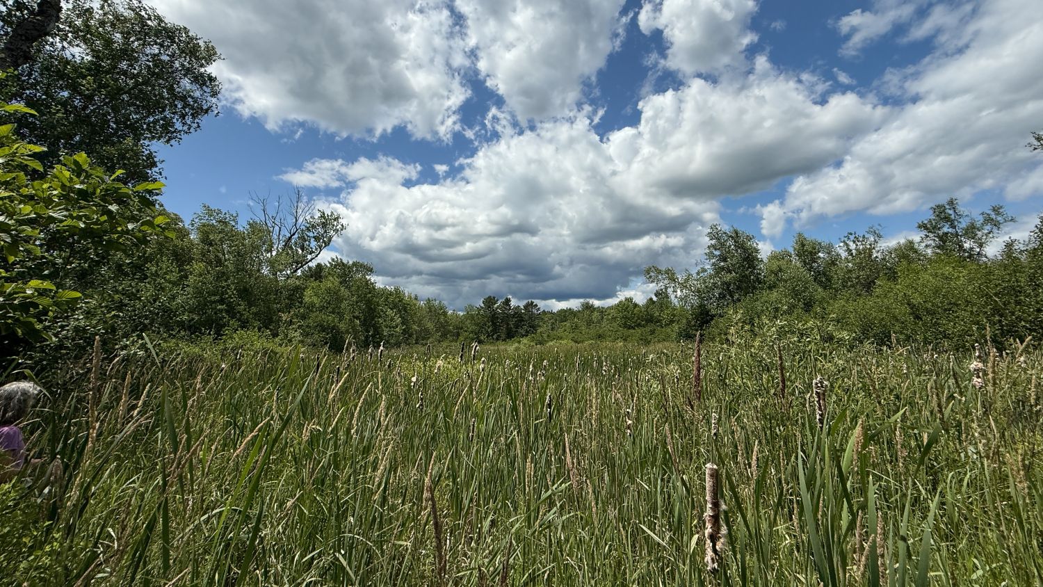 Maine regulators issue warning letter for Belfast wetlands lapse