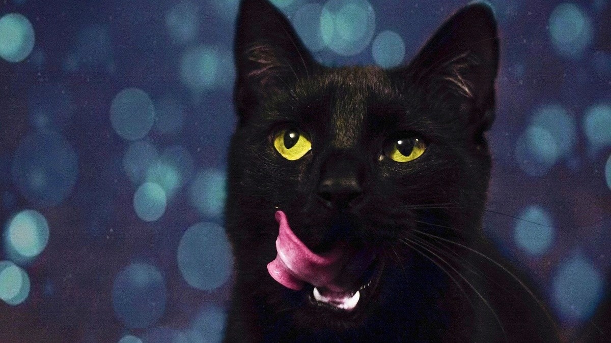 8 human foods cats love but can't eat