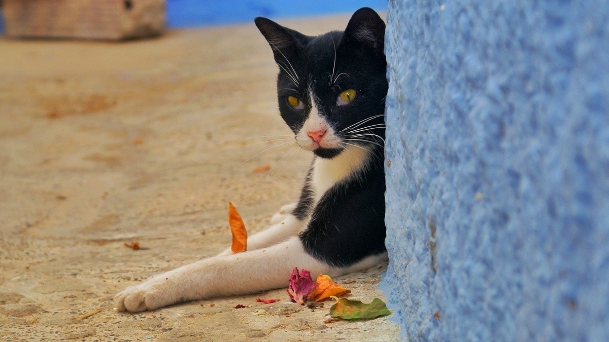8 human foods cats love but can't eat