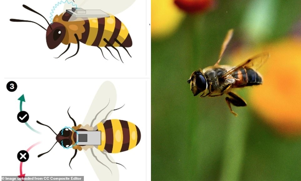 China creates cyborg bees that could be used for secret spy missions