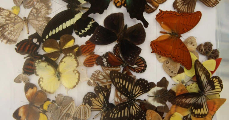 From science to status symbols: Why antique insect collections can sell for $20,000