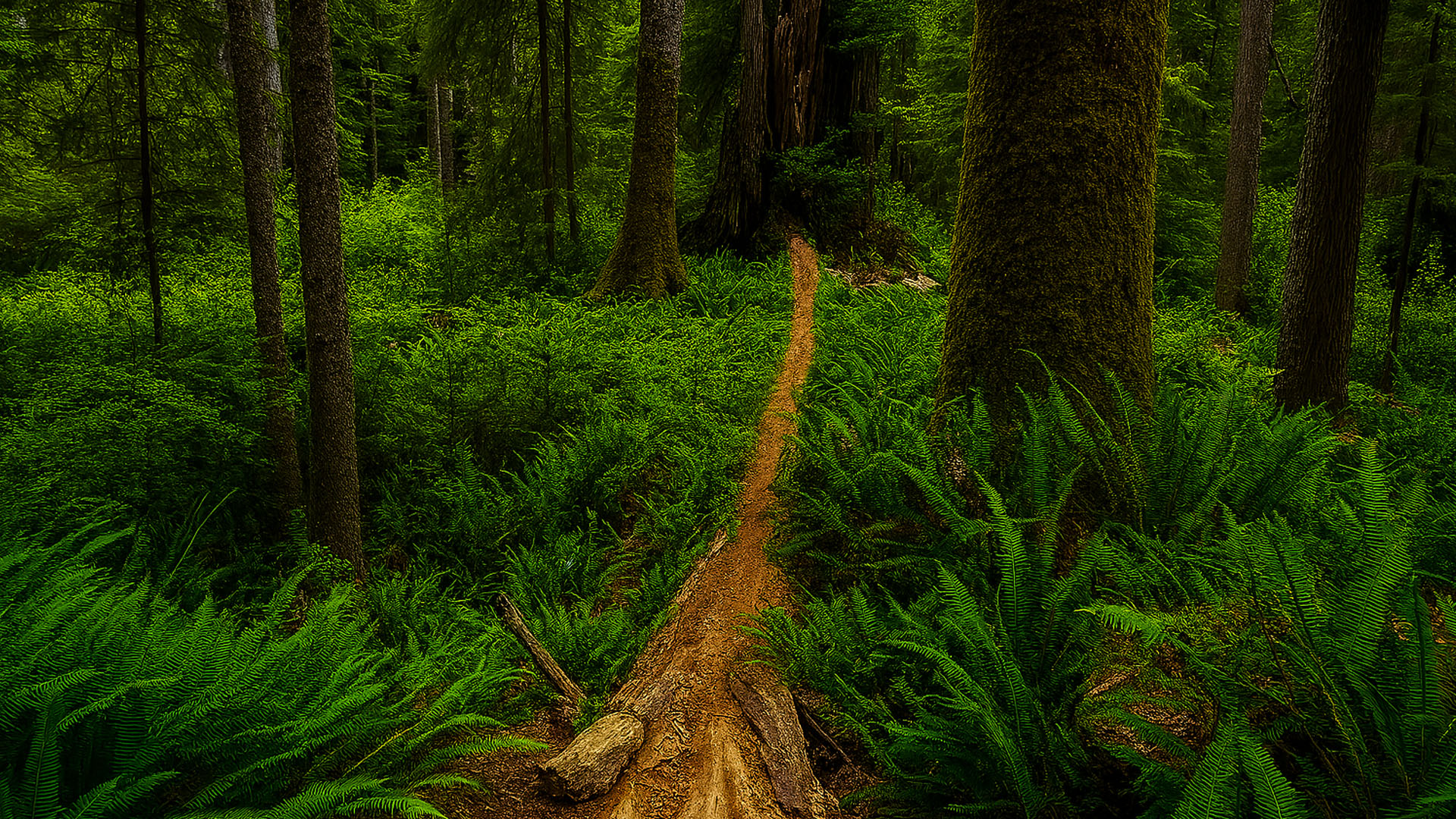 Scenic Hike on the James Irvine Trail – Redwoods to Fern Canyon (4K)