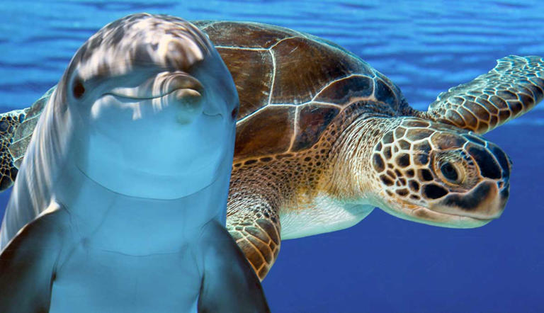6 Animals With Extraordinary Sixth Senses You Won’t Believe