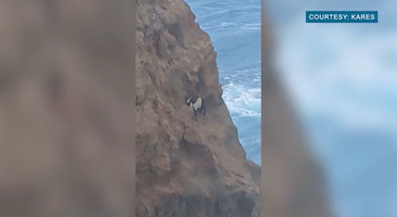 Hanging in there: Goat resists capture on 120-foot Hawaii cliff