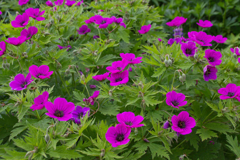 How to deadhead geraniums for blooms all summer long
