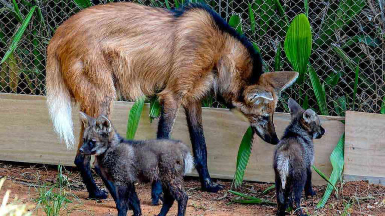 Lobo-guará se reproduz em cativeiro e mobiliza o Zoológico de SP