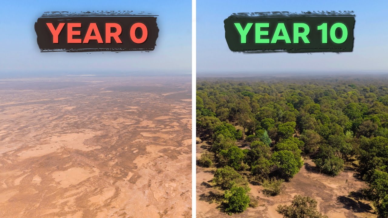 How Africa is fighting the Sahara Desert 🌍