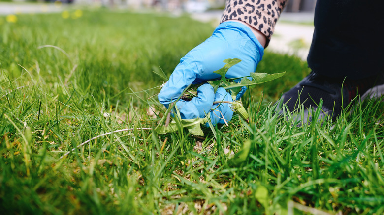 The Overlooked Lawn Problem That's Fueling Weed Growth