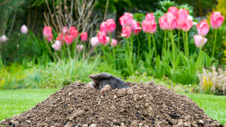 Keep Your Yard Free Of Pesky Moles With These Stunning Plants