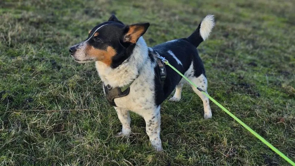 Dog rescued after 11 days trapped down well in Corby