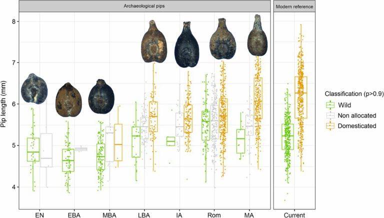 Ancient Grape Seeds Rewrite The History Of Italian Wine