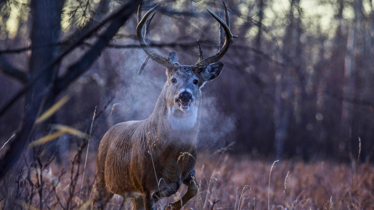 7 Signs a Buck Is Closer Than You Think