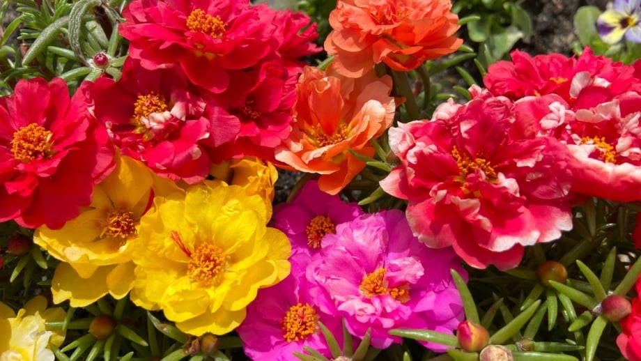 11 Flowers That Thrive With Little to No Water