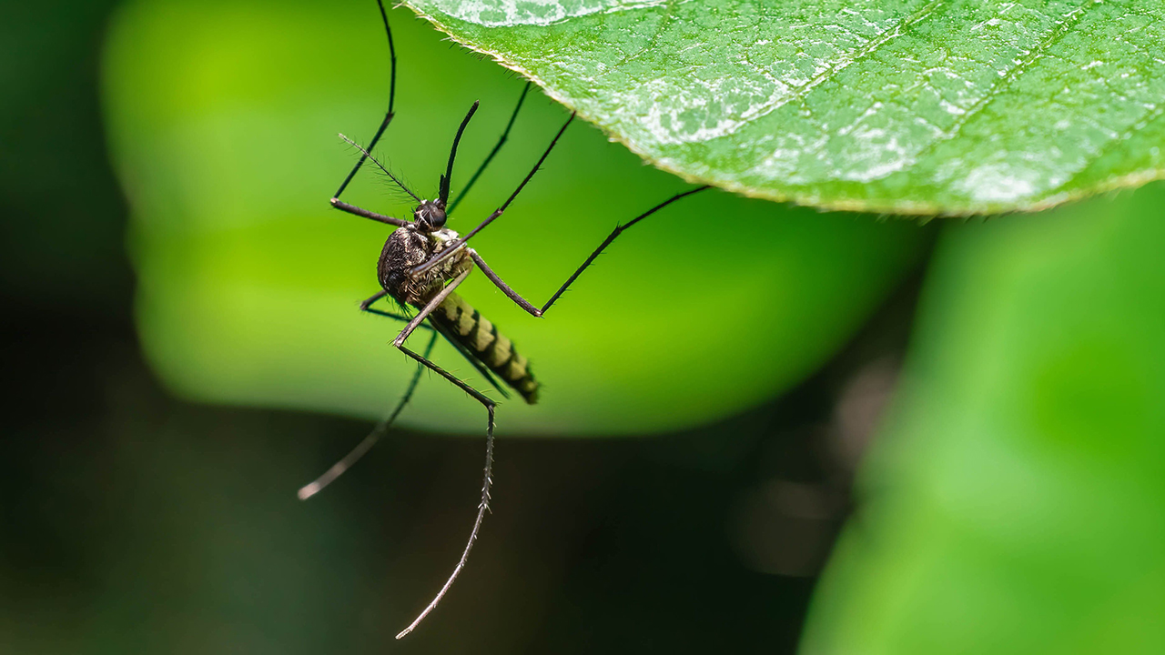 Create a Mosquito-Free Zone in Your Backyard with These 9 Plants