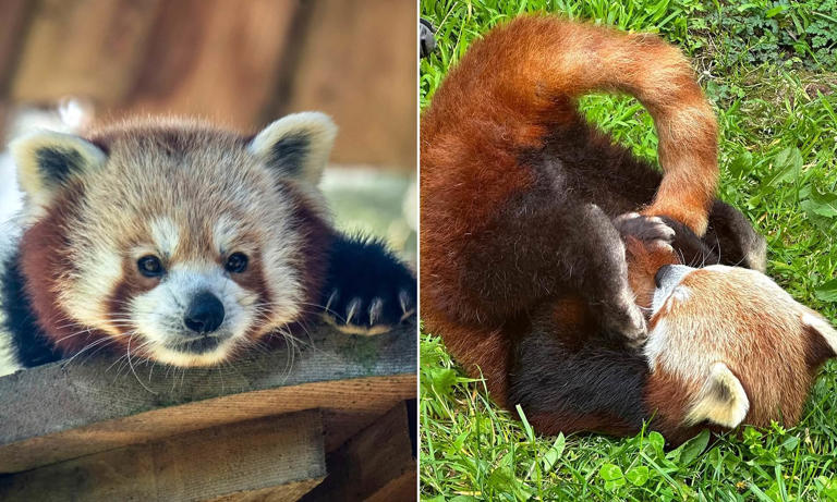 Cute red panda beloved by children for its somersaults inside zoo ...