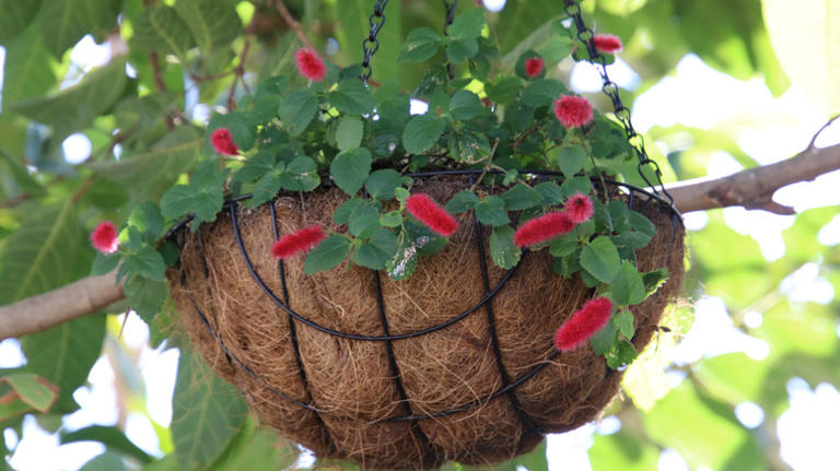 How To Turn Dollar Tree Hanging Baskets Into A Stunning Outdoor ...