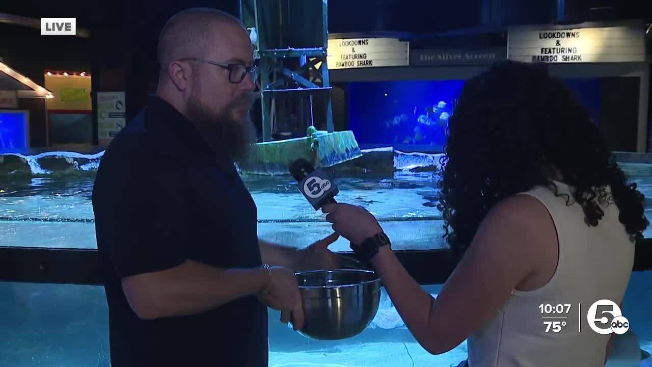 Fin Fest: Greater Cleveland Aquarium celebrates sharks and stingrays