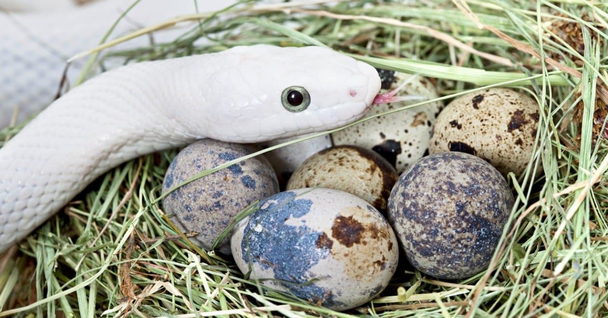 Snake hatchlings use a secret weapon to break free