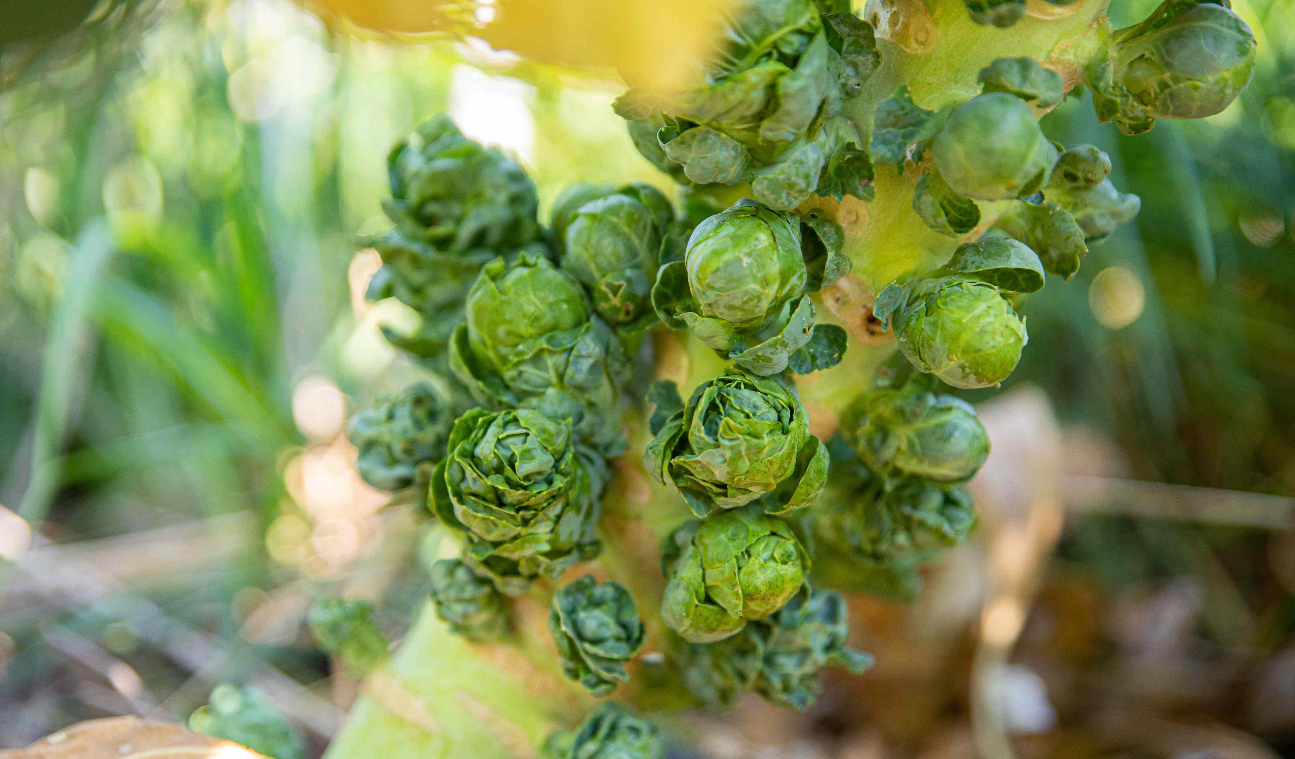 Brussels Sprouts Staying Small? Here's Why, Plus 9 Tips for Growing a ...