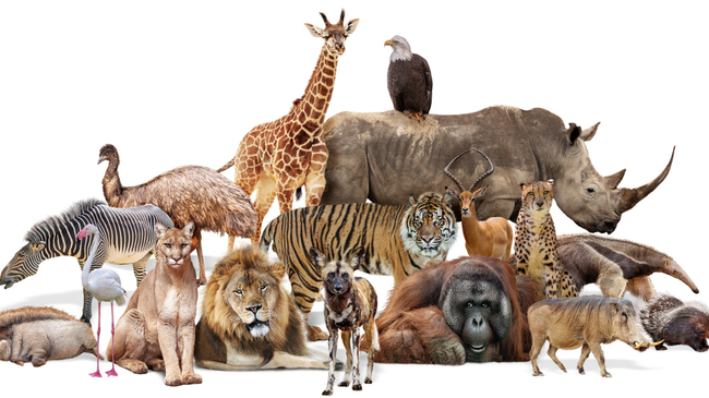 What Your Favorite Animal Says About Your Personality
