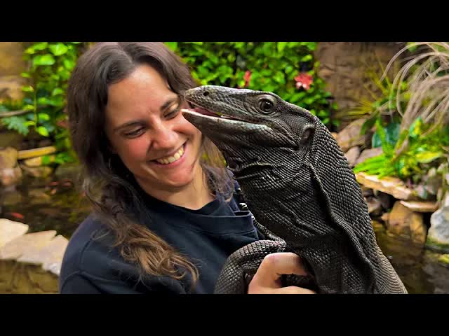 Why my black dragon monitor lizard is the coolest!