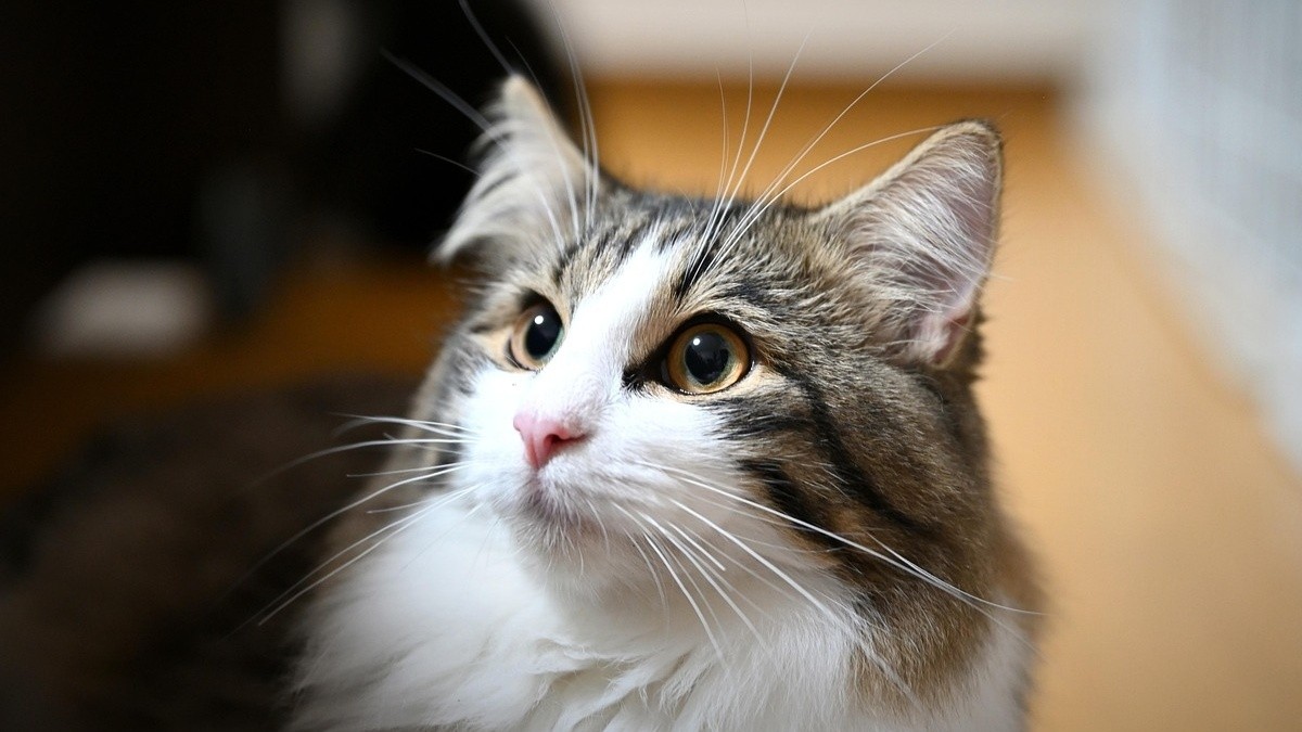 Things cats do to say "I trust you with my life"; behavioral clues