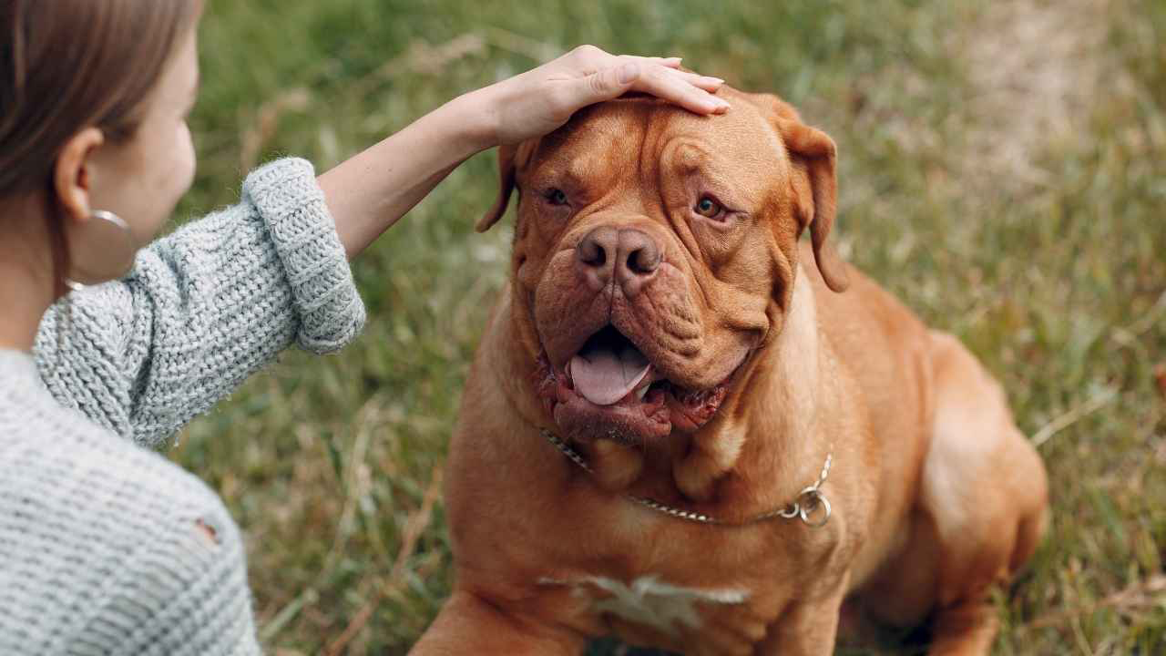 Which Dog Breeds Have the Shortest Lifespans? Here Are 7