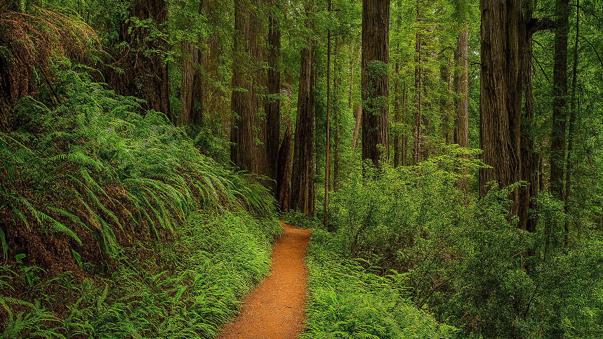Senderismo por el Sendero James Irvine - De los Redwoods al Pacífico (4K)