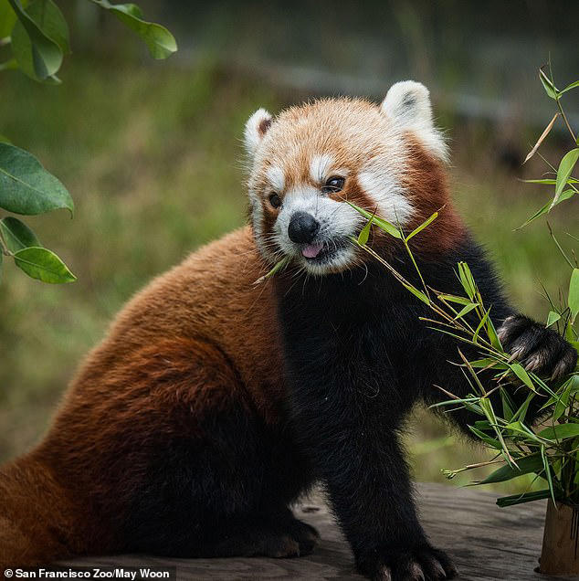 Cute red panda beloved by children for its somersaults inside zoo ...