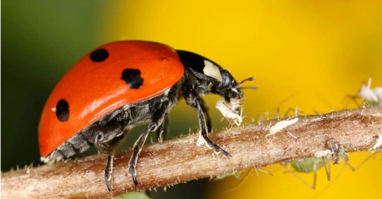 Toxic or Totally Harmless? The Truth About Orange Ladybugs