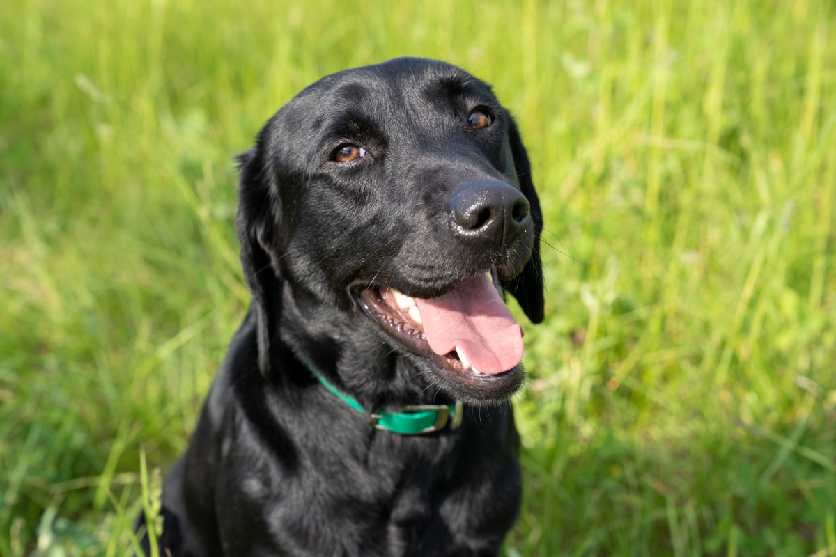 Black Labrador Makes Besties With Tiny Fawn and Pure Love Ensues