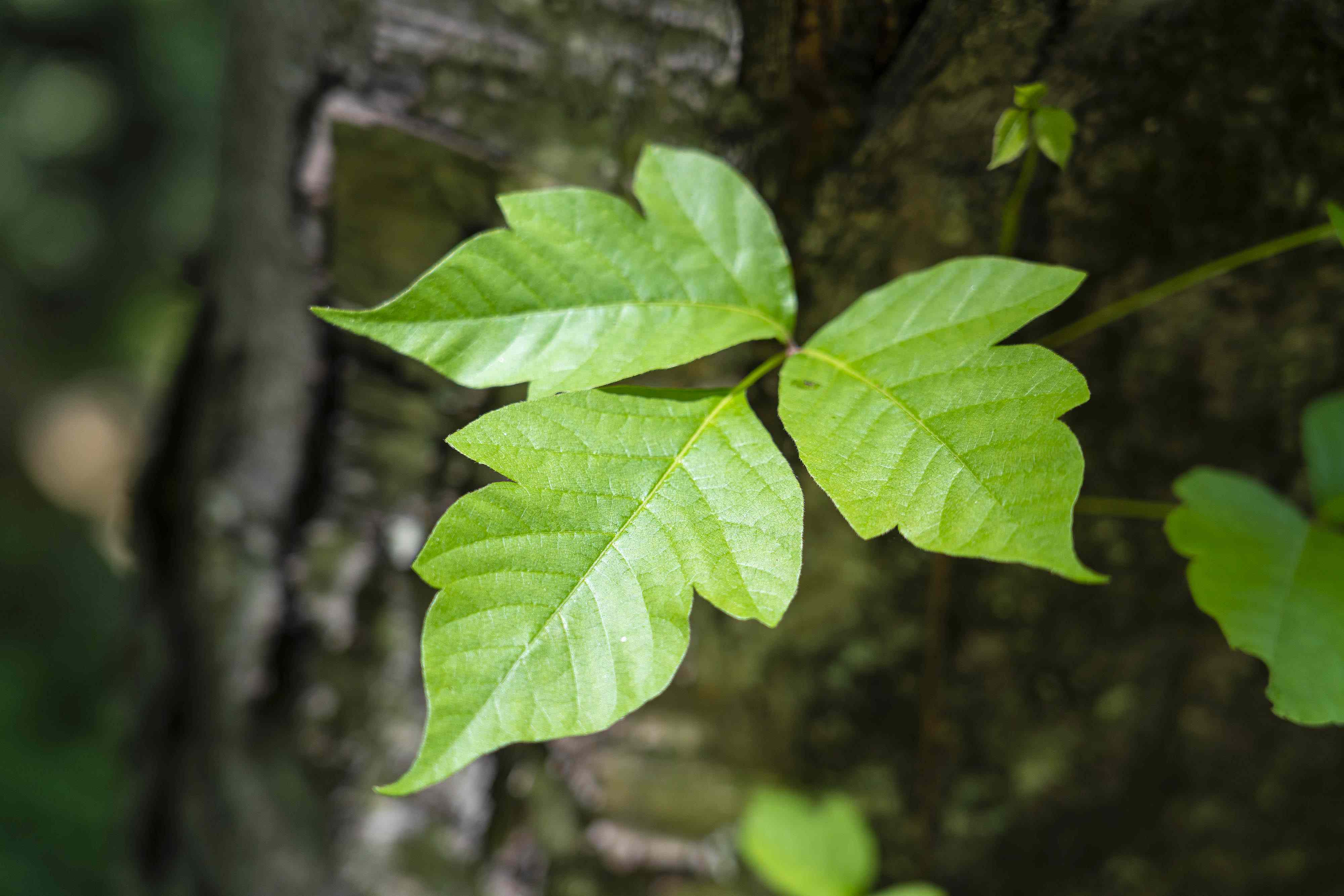 Poison ivy vs. poison oak rash: What are the differences?