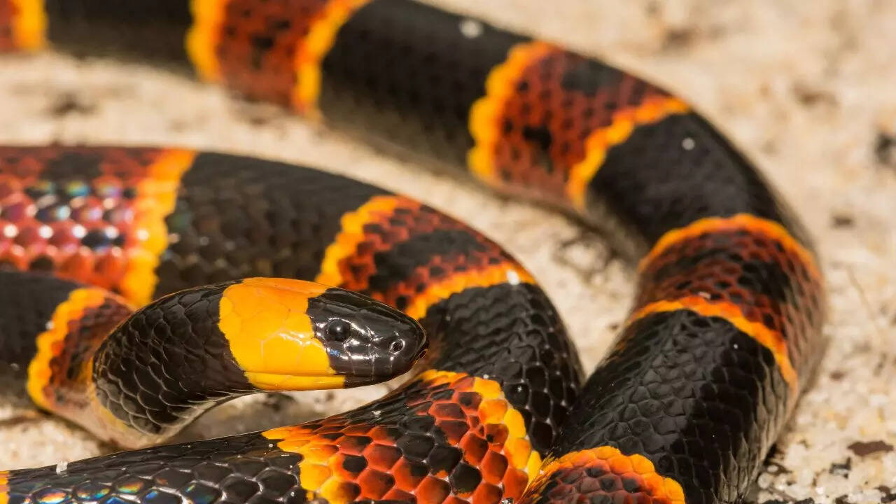 These 7 Snakes Swim So Smoothly, You’d Mistake Them for Fish
