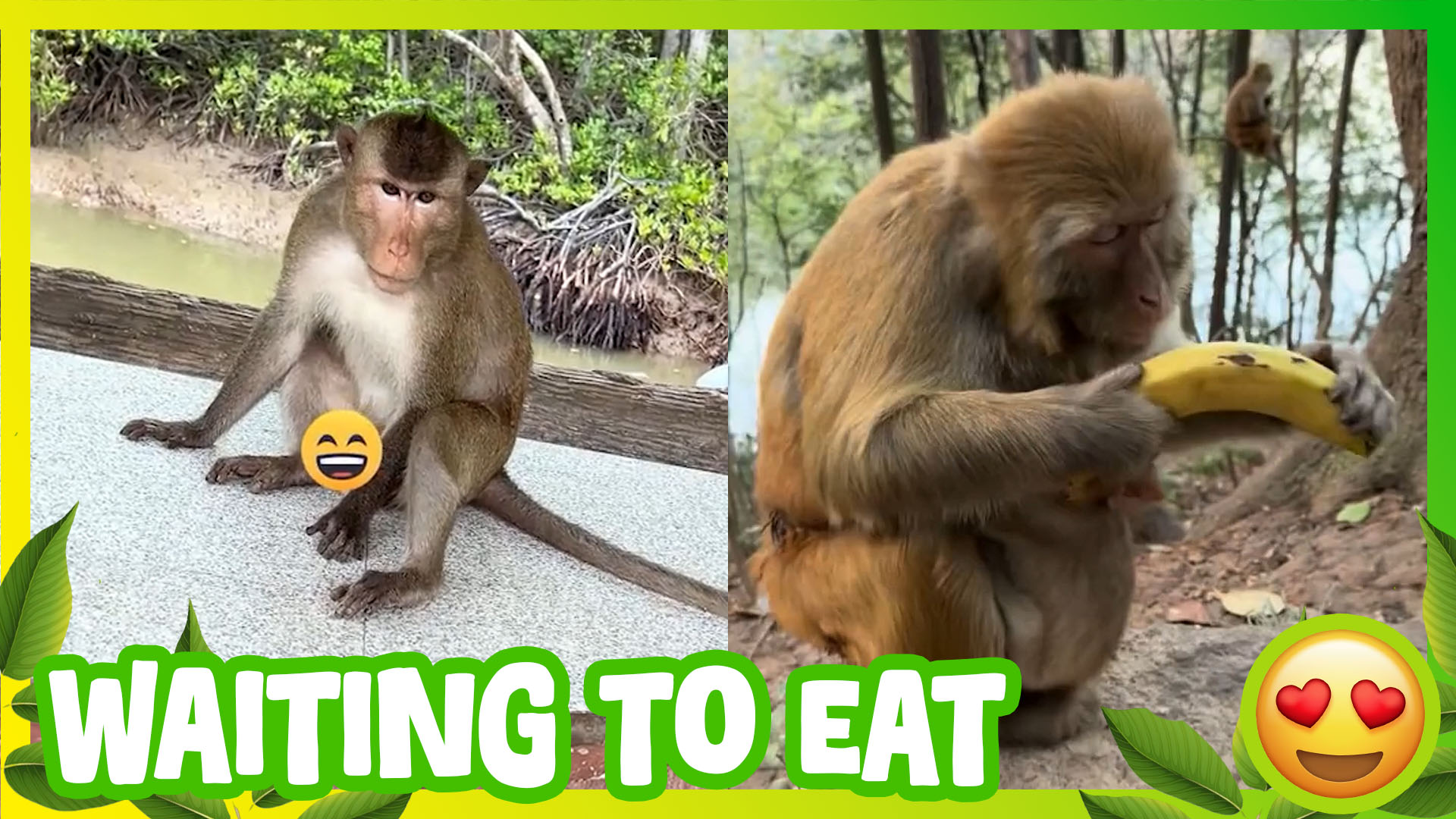 Aap Wacht om te Eten 🍽🐵 | Grappig, Hongerig & Schattig Geduld in de Jungle