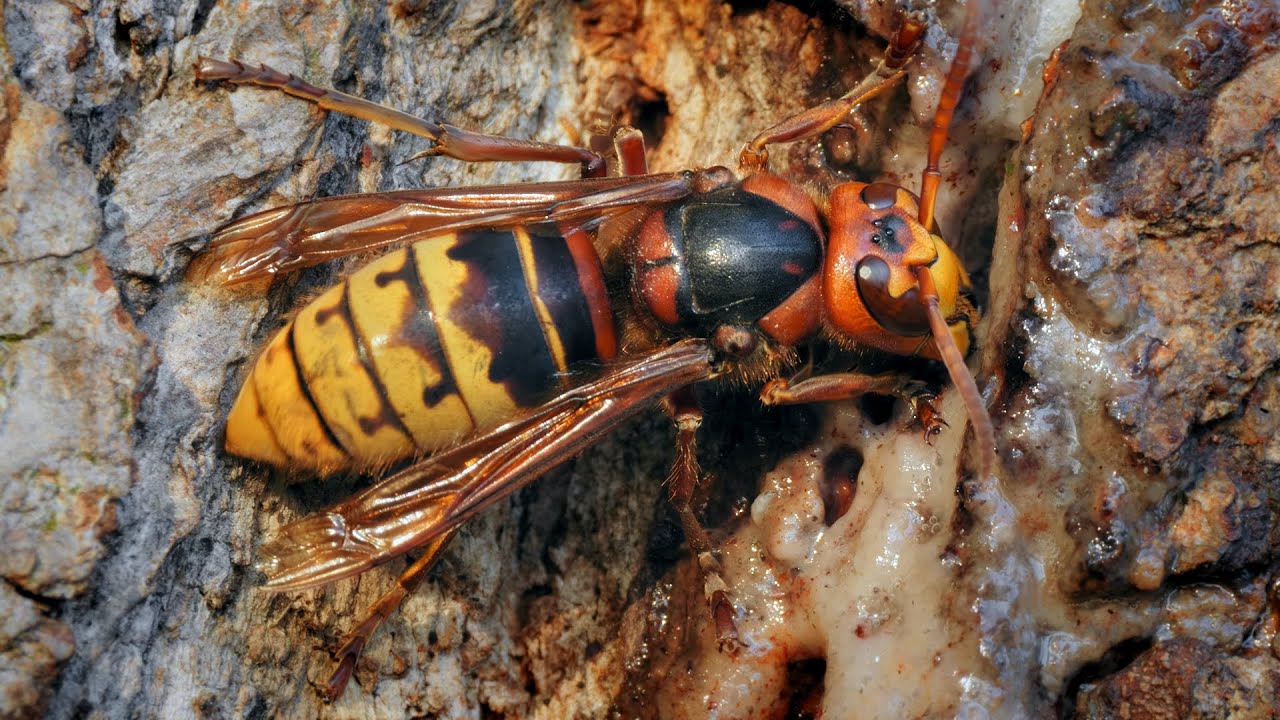 European Hornet Feeding on Oak Tree Sap ~ Vespa crabro 🐝🌳