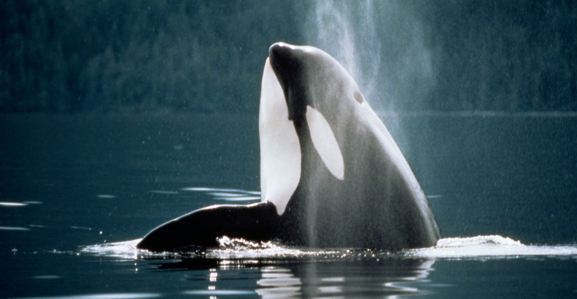 When yachts go down: Why orcas are evil geniuses