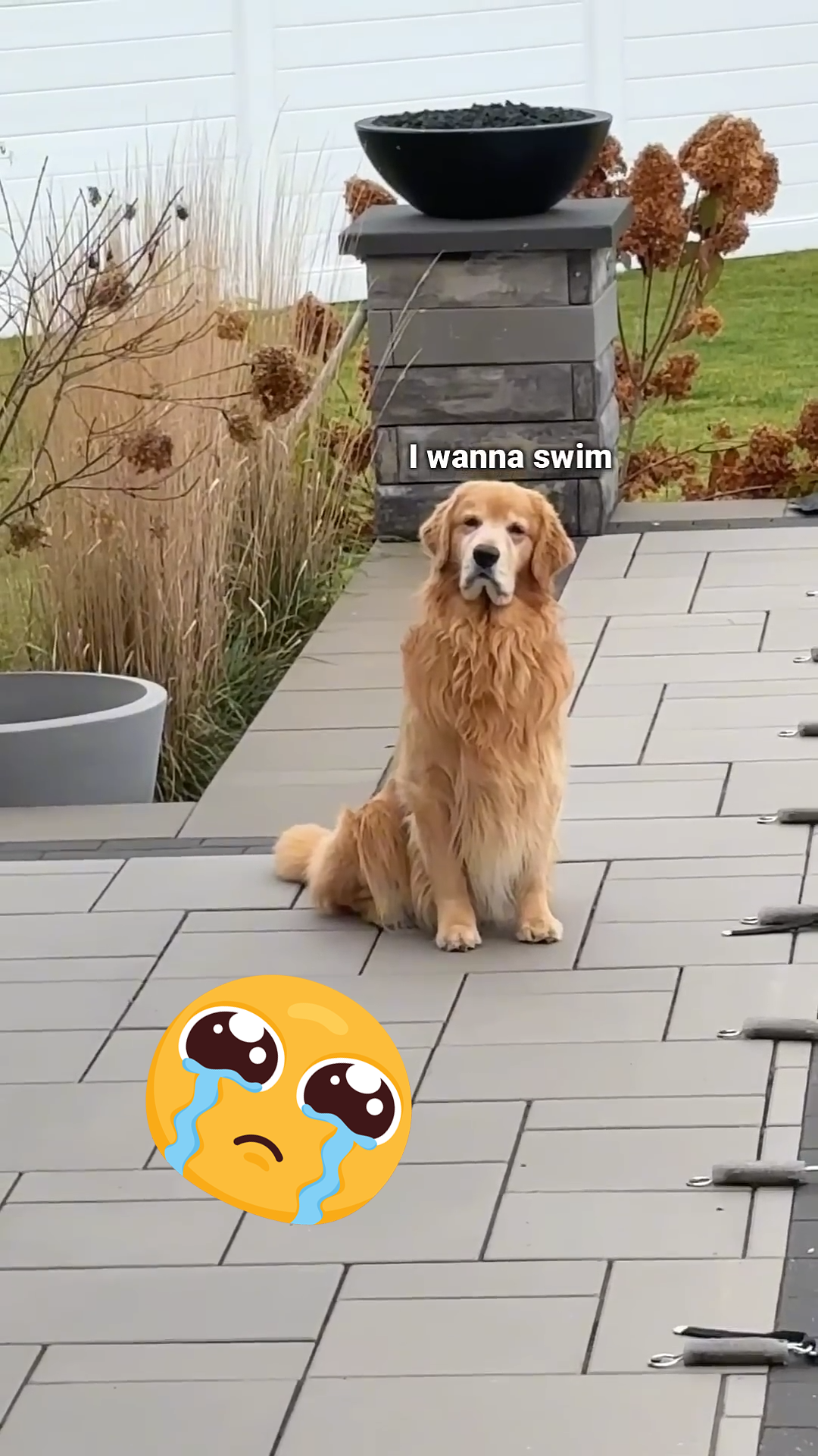 Cute Golden Retriever Just Wants to Swim – But the Pool’s Closed! 💔