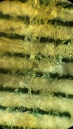 Under the Microscope: Secrets You Can’t See with the Naked Eye