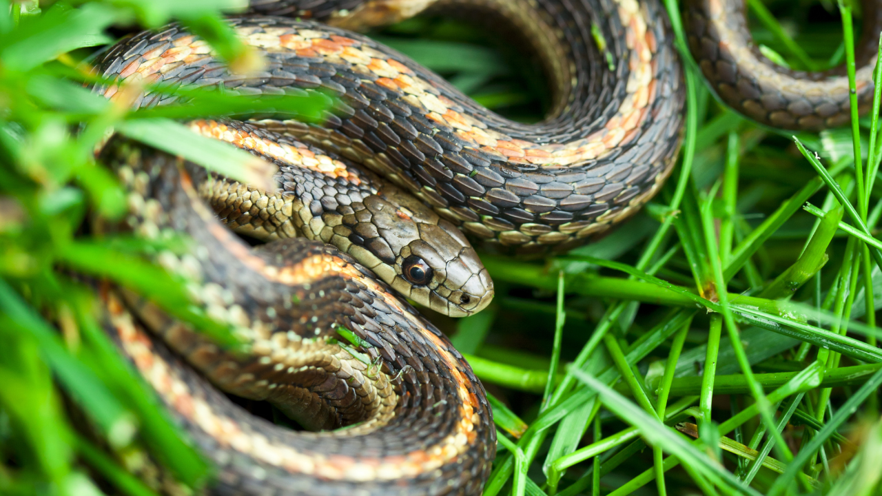 Monsoon alert: Snake sightings surge—how to identify which ones are ...