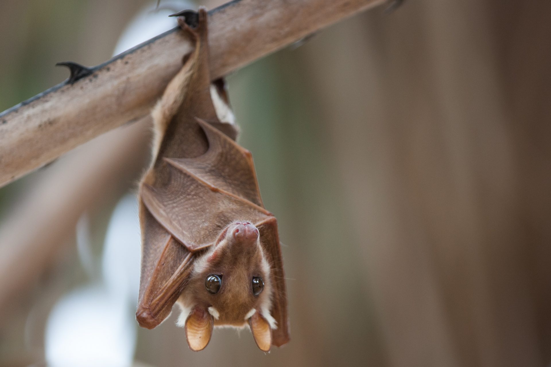 Bats don't get cancer, and researchers finally know why