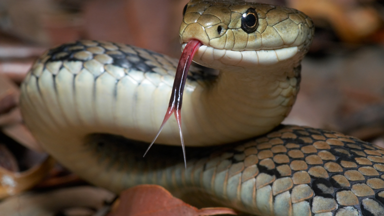 Monsoon alert: Snake sightings surge—how to identify which ones are ...