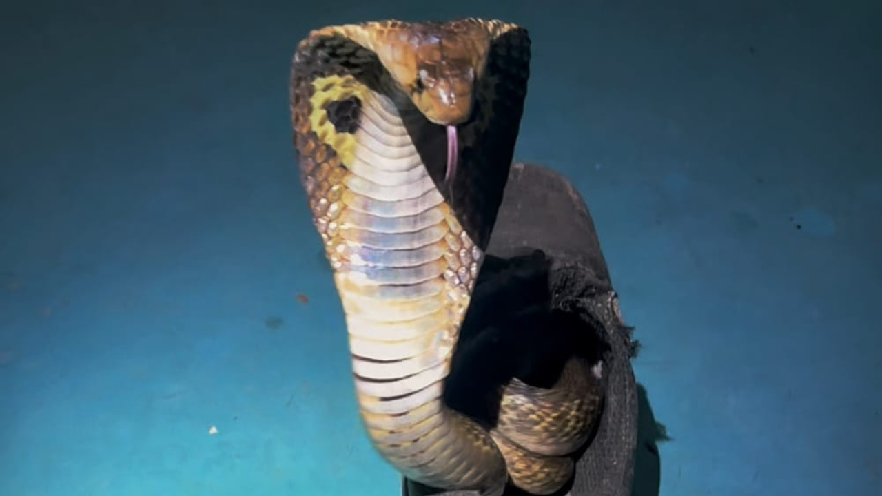 Sssneaker alert! Cobra found relaxing in shoe in Navi Mumbai; rescuer ...