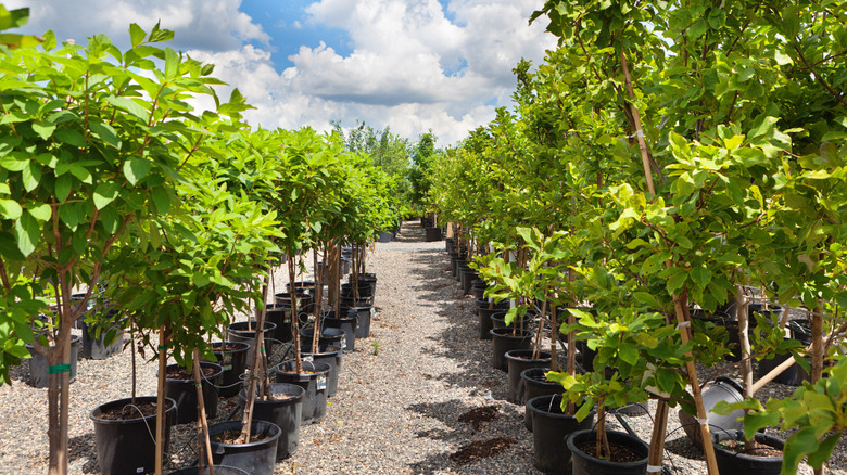 The Easy-To-Grow Tree You'll Want To Plant For Beautiful Blooms & Year ...