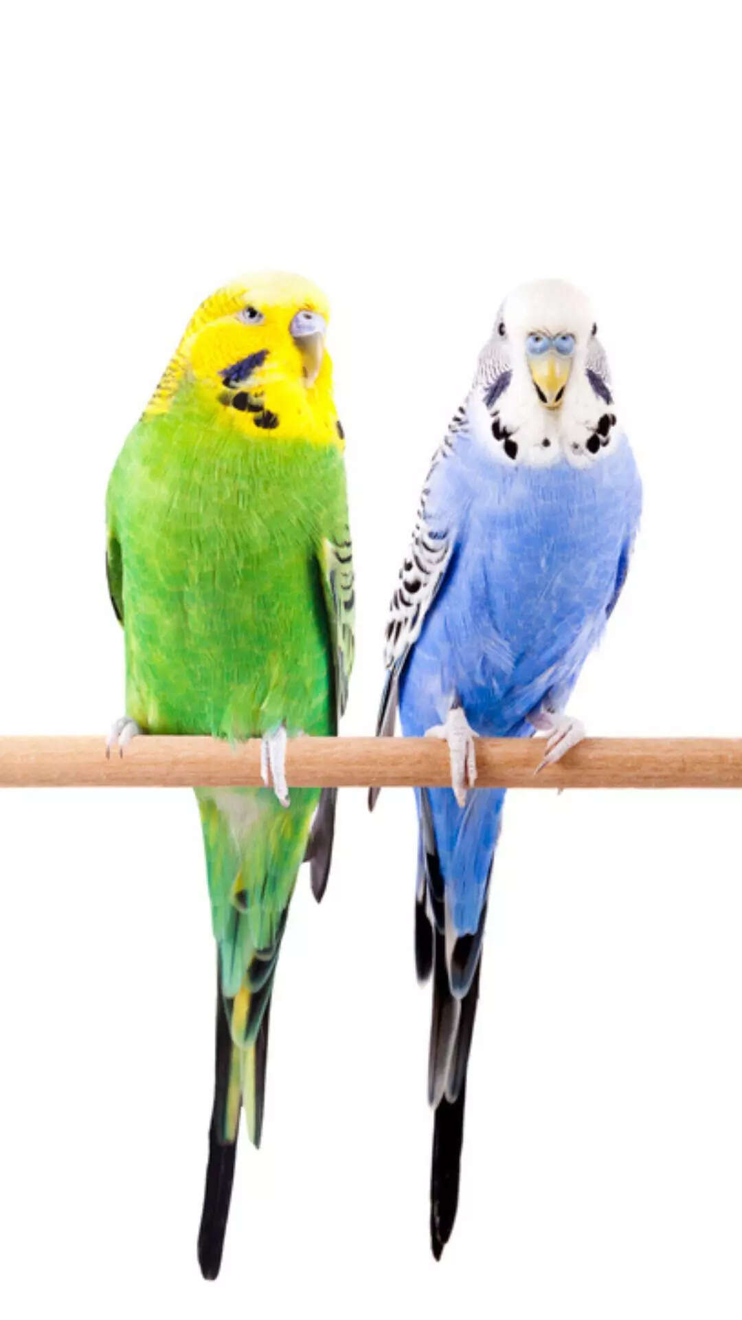 9 most colorful and beautiful birds you can have as pets